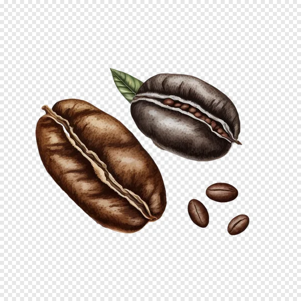 Coffee Beans PNG - Realistic Illustration for Free Download - PNG Buddy